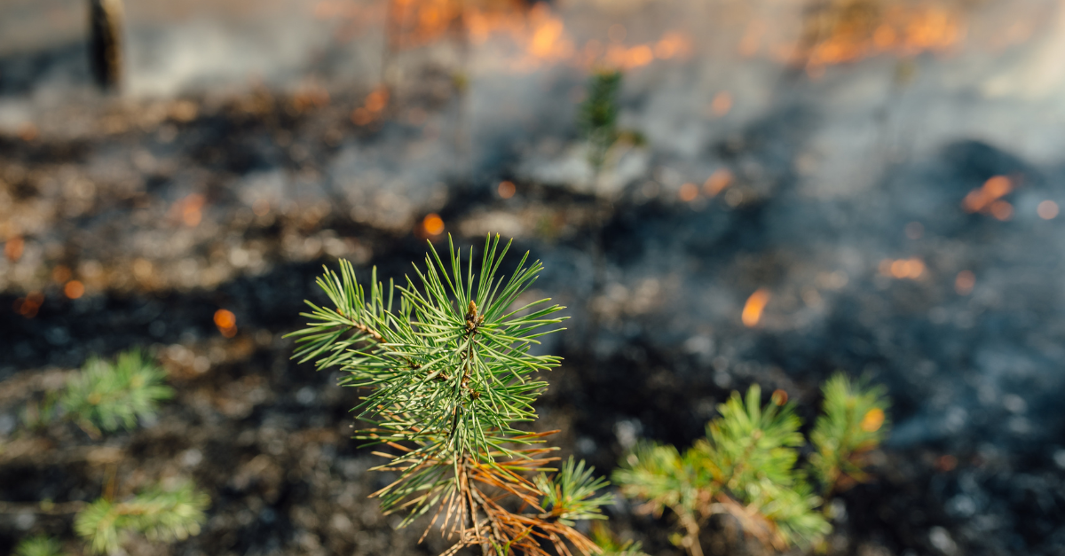 WiNGS of Change: How SDG&E’s Wildfire Tech Earned Gold for Outage Operations - Chartwellinc